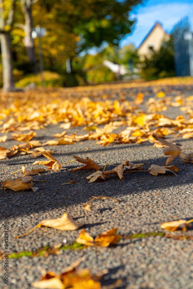 Panorama of a field in October autumn with blue sky Stock Photo | Adobe ...