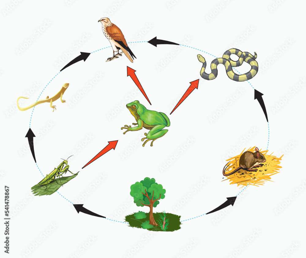 Nutritional and energy transfers between some species living in a ...