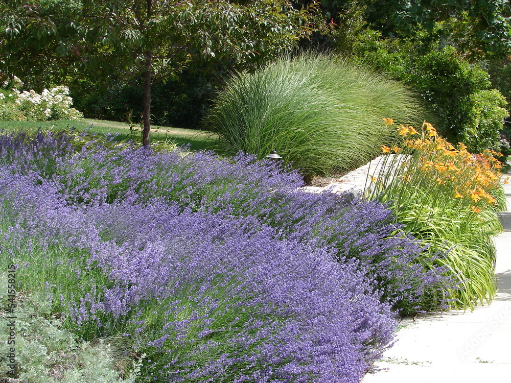 lavender, dallies and ornamental grasses in a xeriscape landscape ...