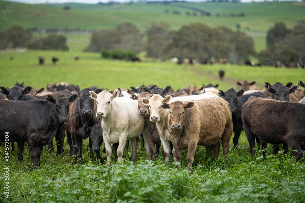 Стокове фото agriculture field, herd of beef cows in a field ...