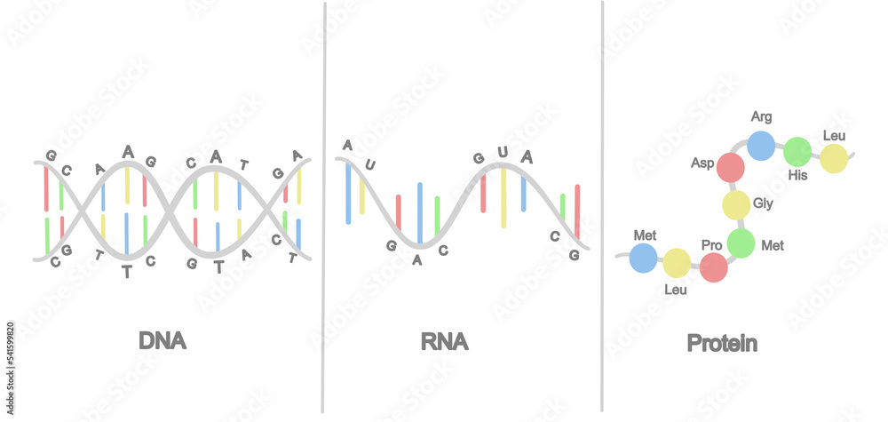 The difference structure of molecular biology :DNA, RNA and Protein ...