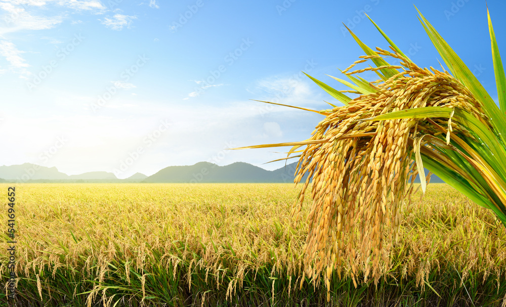 Bunch of paddy rice with rice field before harvest background. Stock ...