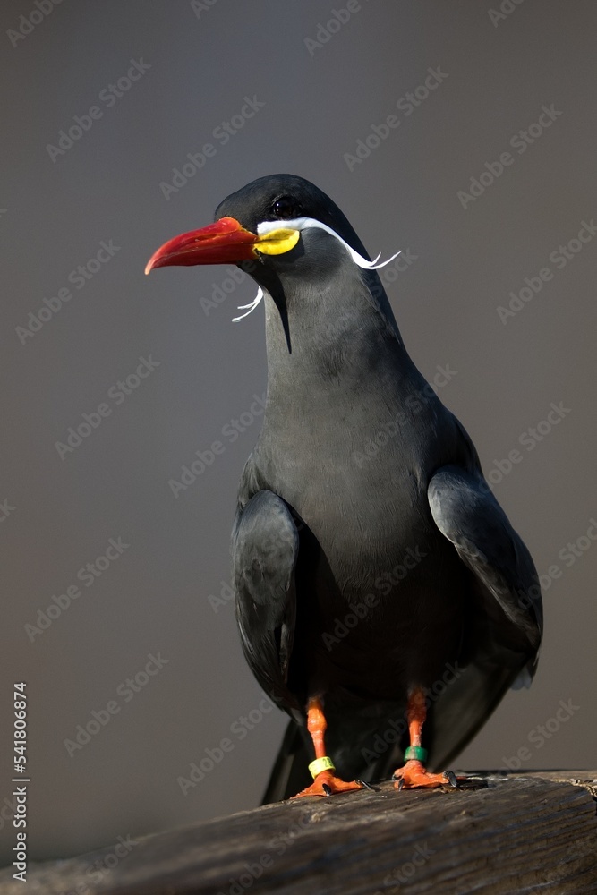 Inka Tern Stock Photo | Adobe Stock