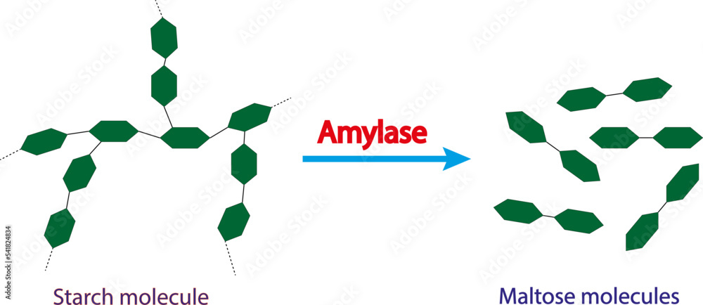 Scientific concept of starch digestion. Effect of amylase enzyme on ...