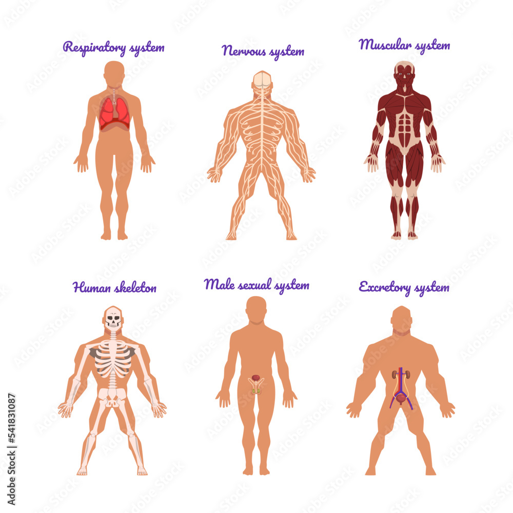 Main Human Body Systems with Respiratory, Nervous, Muscular, Human ...