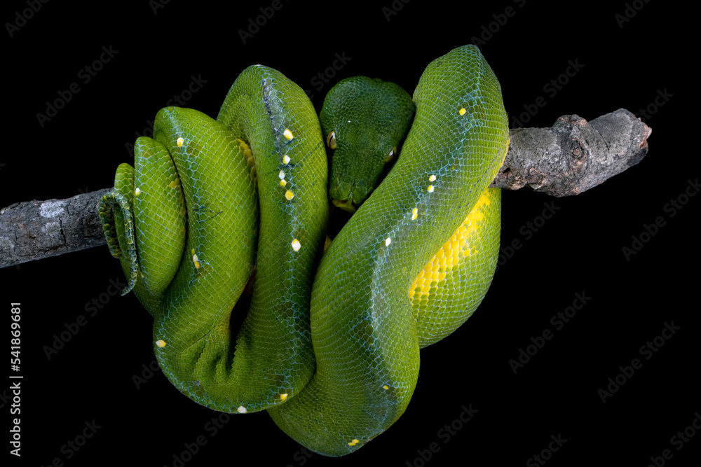 Green tree python snake on branch, Chondropython viridis snake closeup ...
