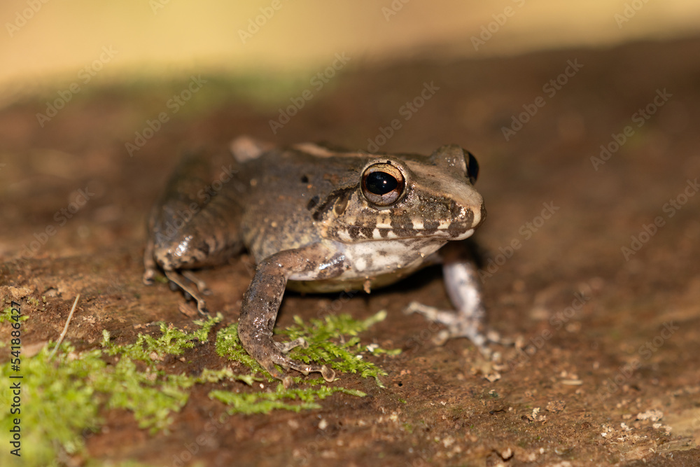 Photo Stock Triprion spinosus, also known as the spiny-headed tree frog ...