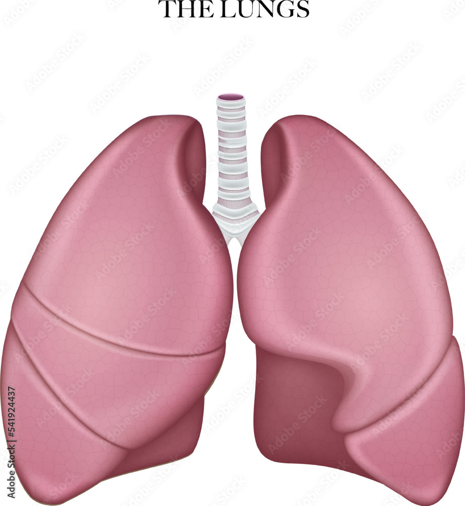Lungs anatomy structure colorful illustration Stock Vector | Adobe Stock