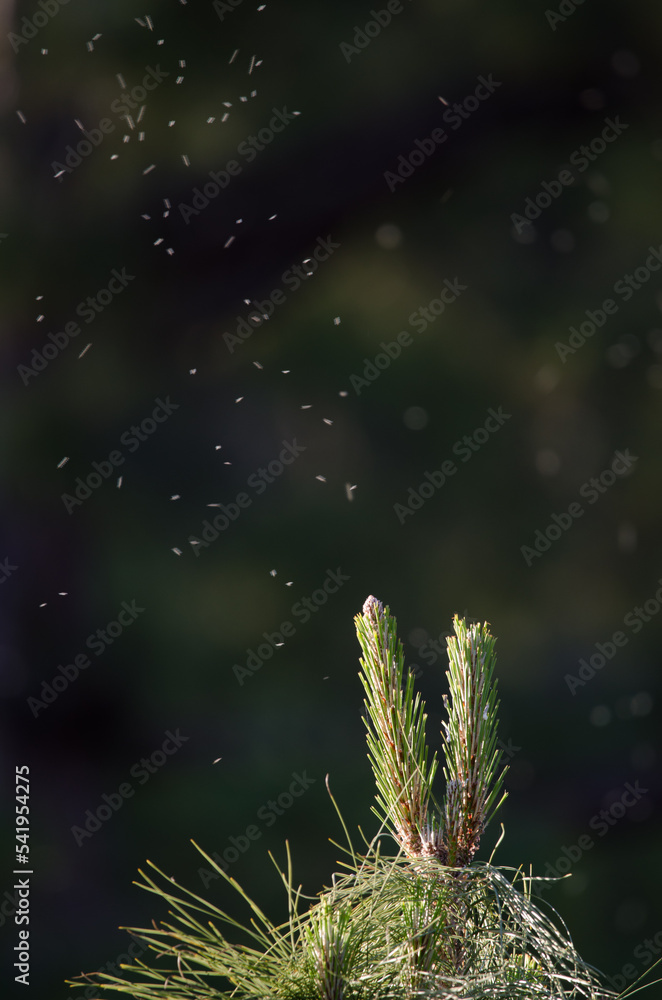 Stock-Foto „Branch of Canary Island pine Pinus canariensis and flying ...