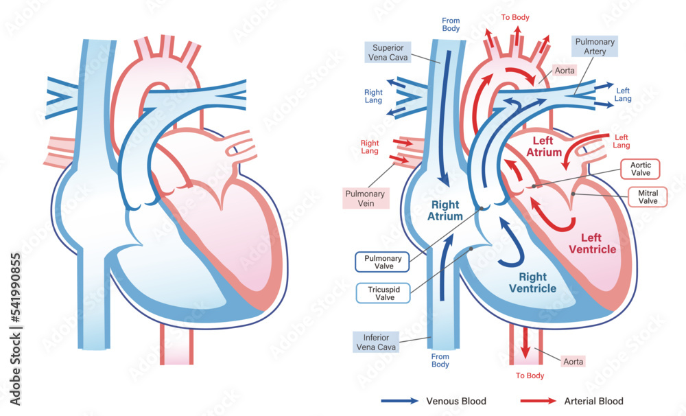 Human heart anatomy, vector diagram, blood flow. Stock Vector | Adobe Stock