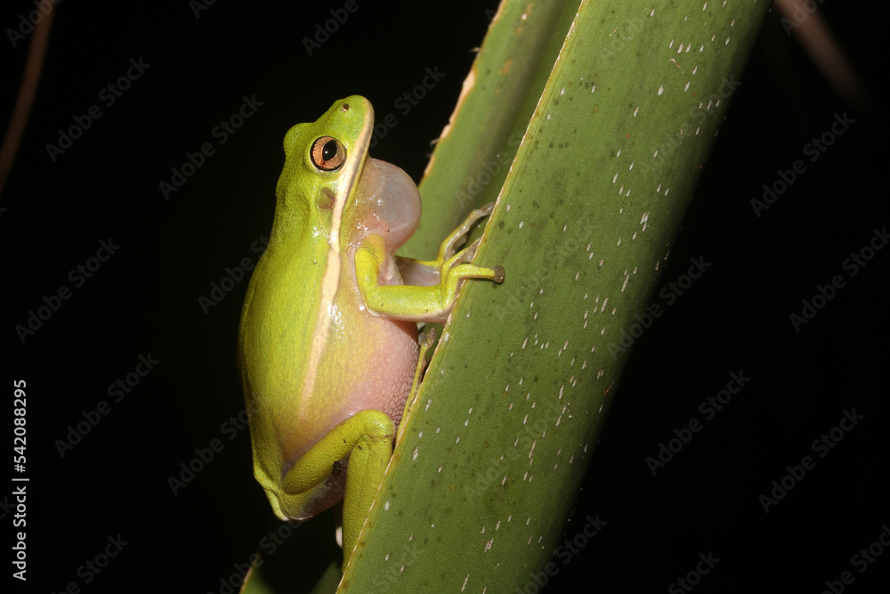 Green treefrog (Hyla cinerea) perched on the stem of a plant during ...