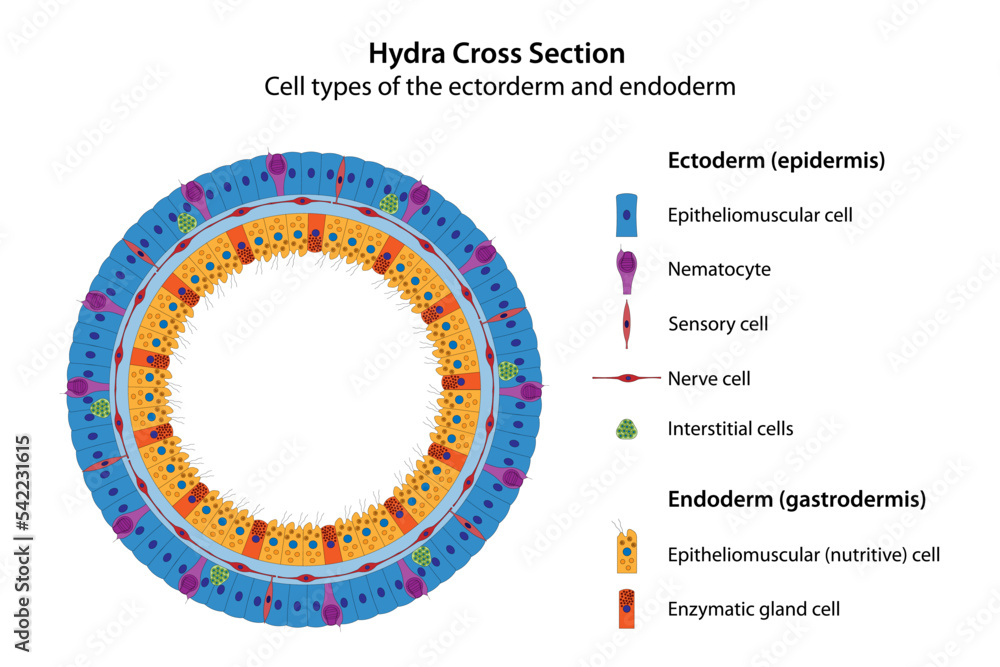 Hydra Cross Section. Cell type of the ectoderm (epidermis) and endoderm ...