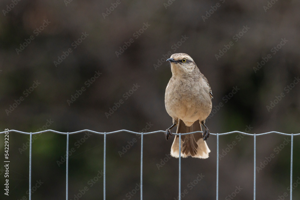 The chalk-browed mockingbird or Sabia-do-campo perched on a wire fence ...