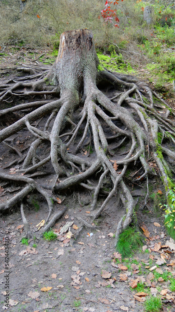Stump with unusual roots. Giant tree roots in the forest. Photo from ...