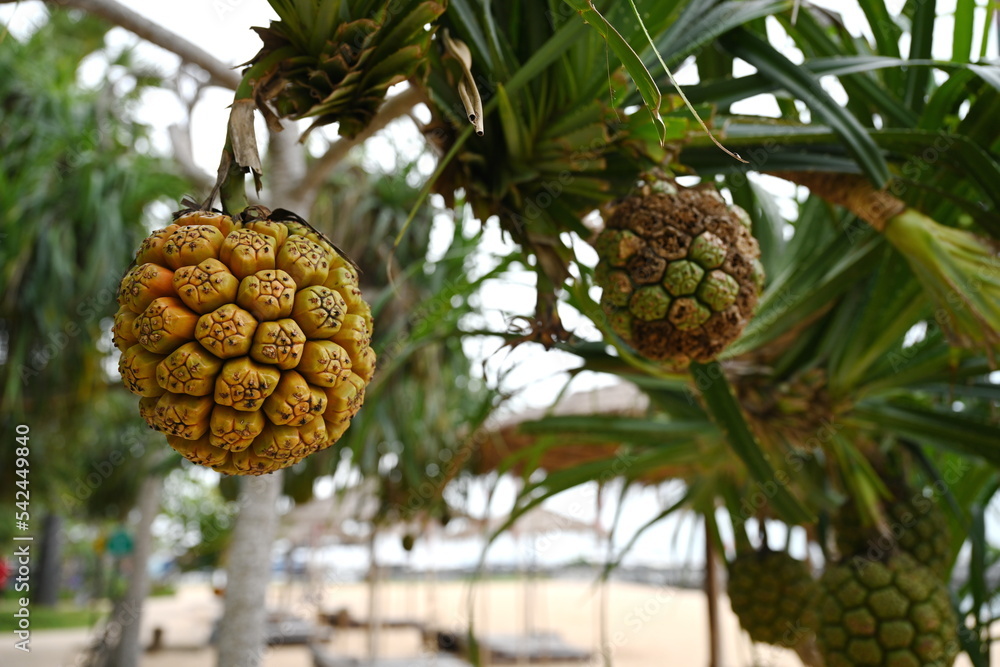 The almost ripe orange-green fruit of Seashore screwpine planted on the ...