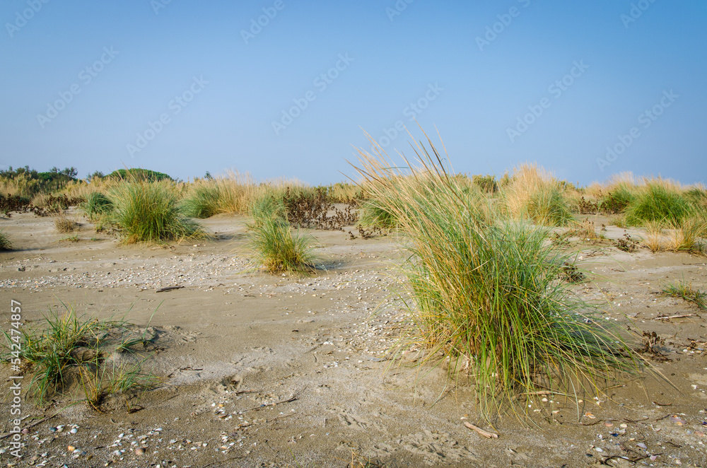 Tipico paesaggio marino della spiaggia degli Alberoni al Lido di ...