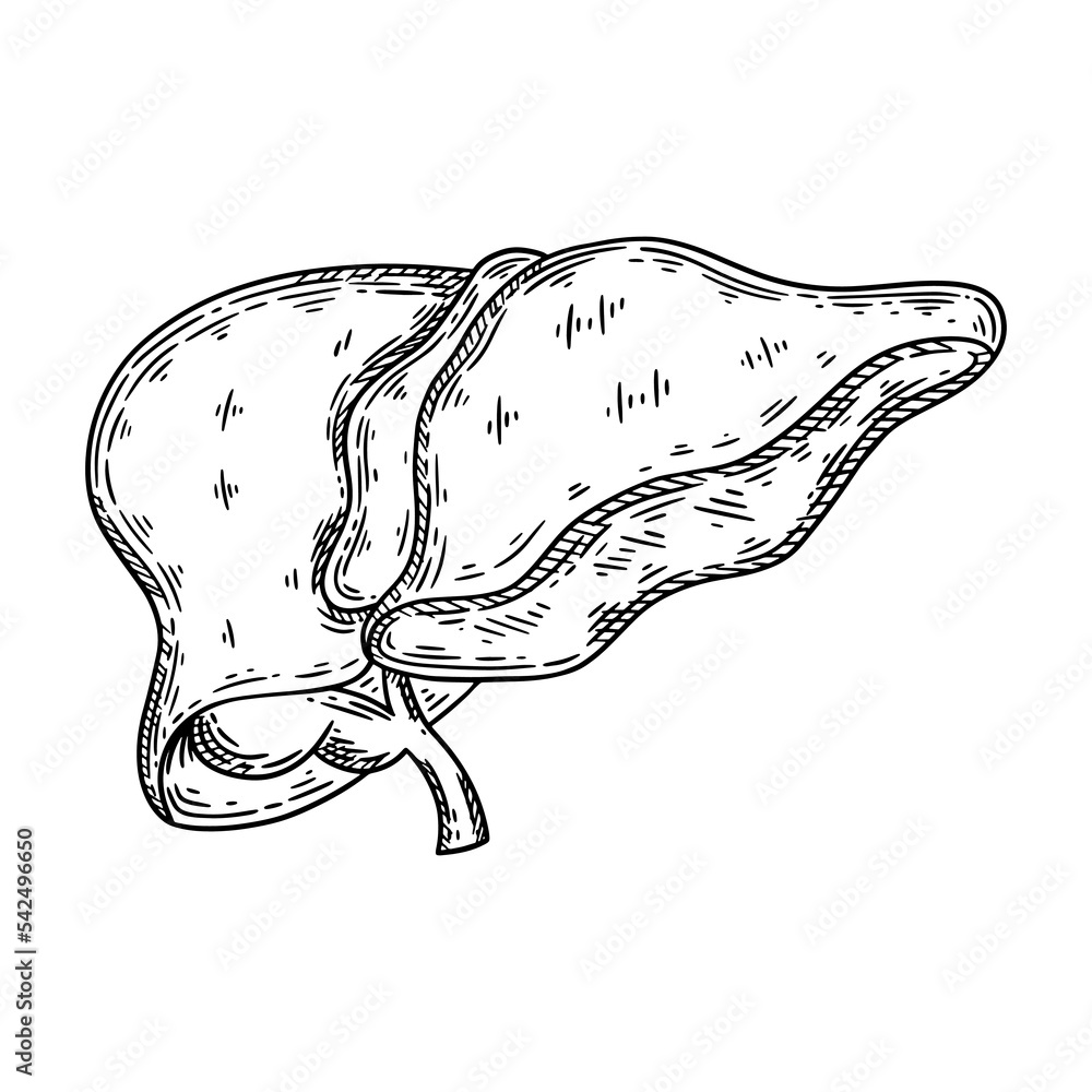 Human liver and gallbladder hand drawn sketch. Vector isolated ...