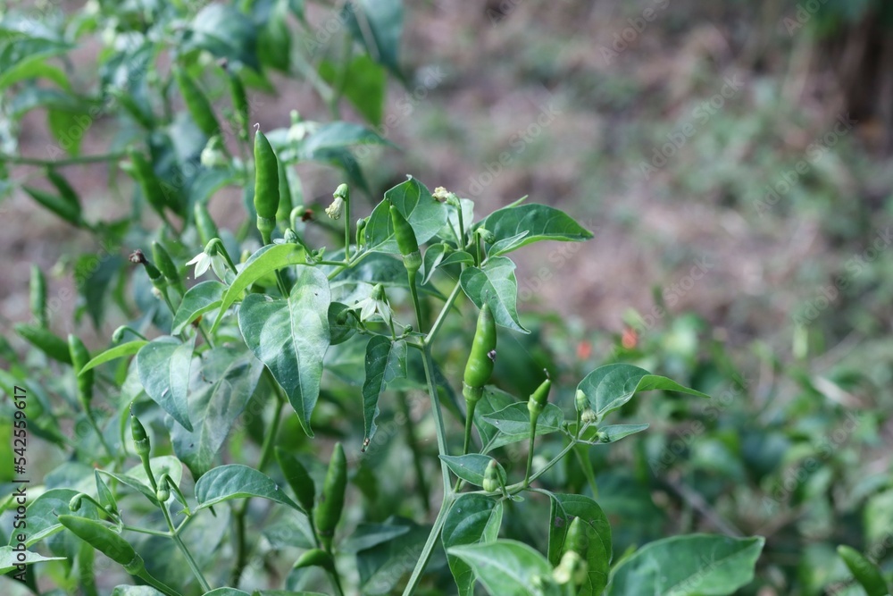 Capsicum annuum The ingredients used in various types of Thai food ...