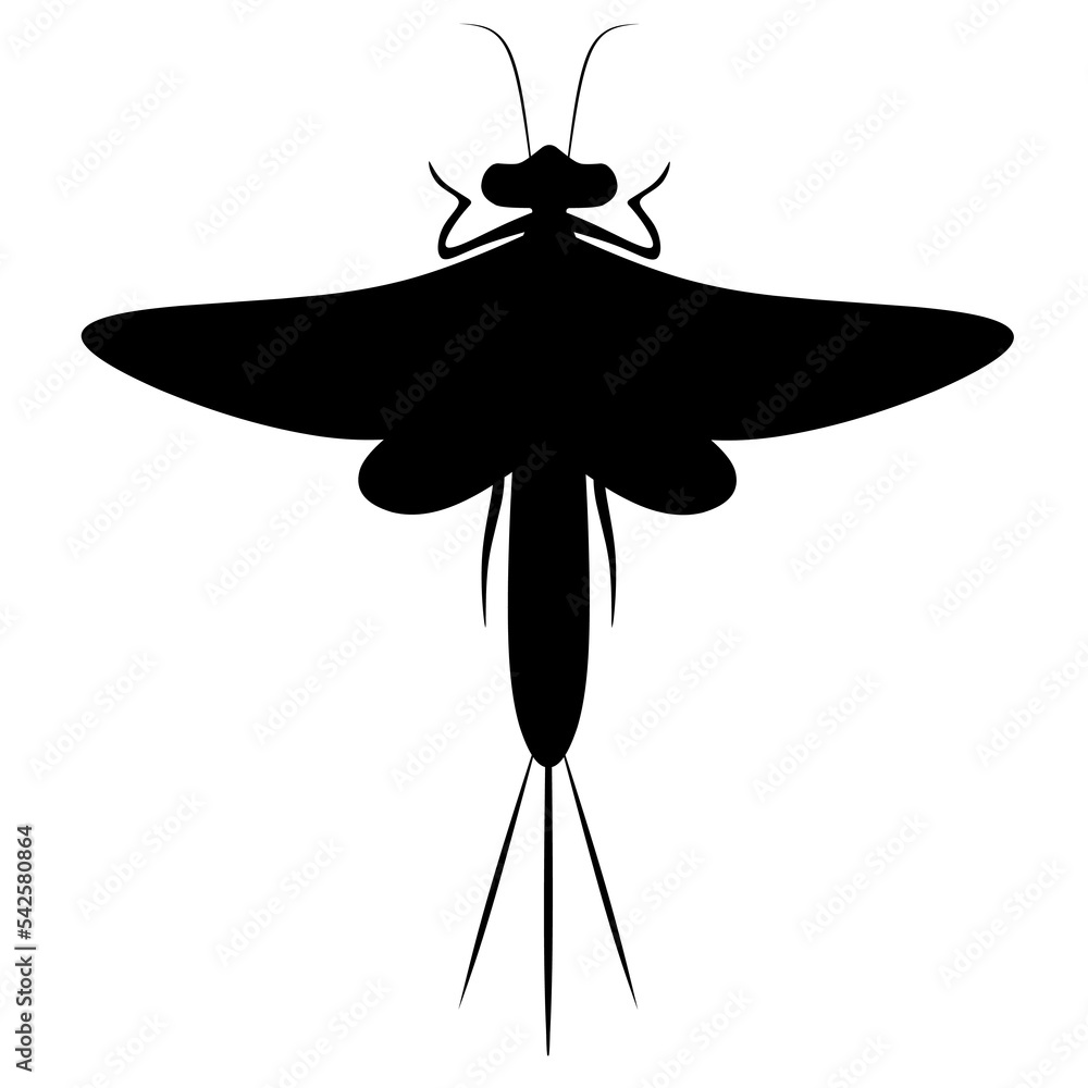 Vector illustration of a mayfly on a white background. Dragonflies are ...