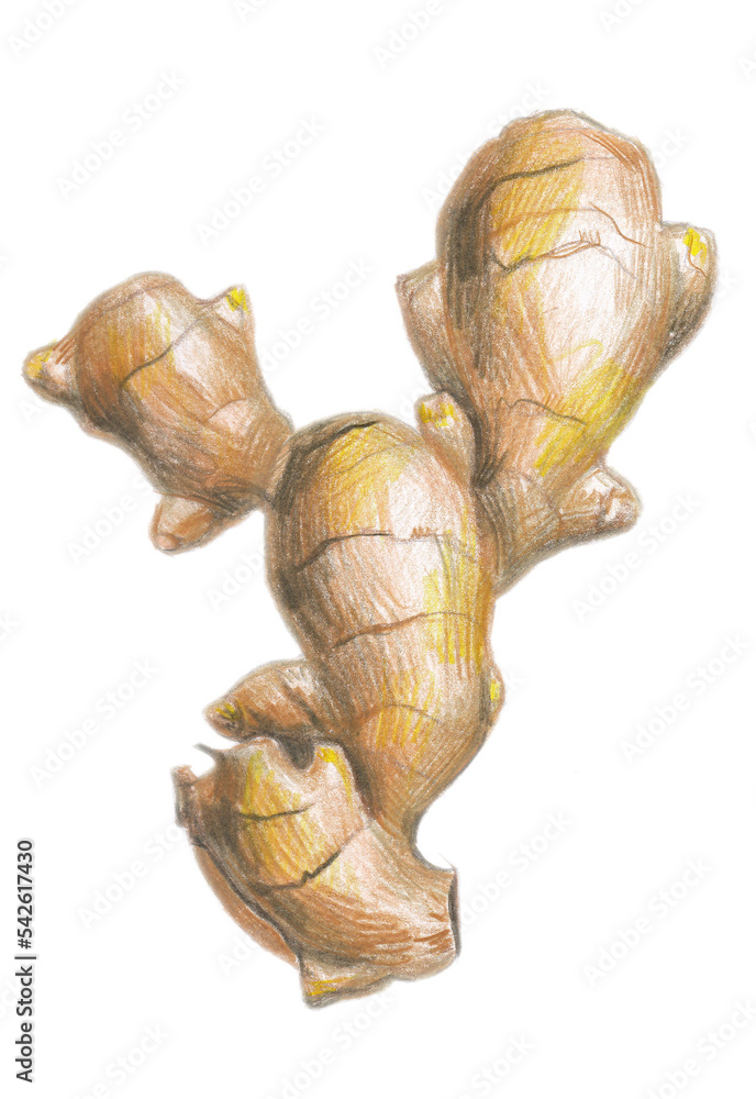 fresh ginger root, medicinal plant, colored pencil illustration ...