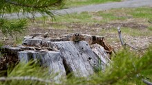 Chipmunks On Tree Stump Free Stock Photo - Public Domain Pictures