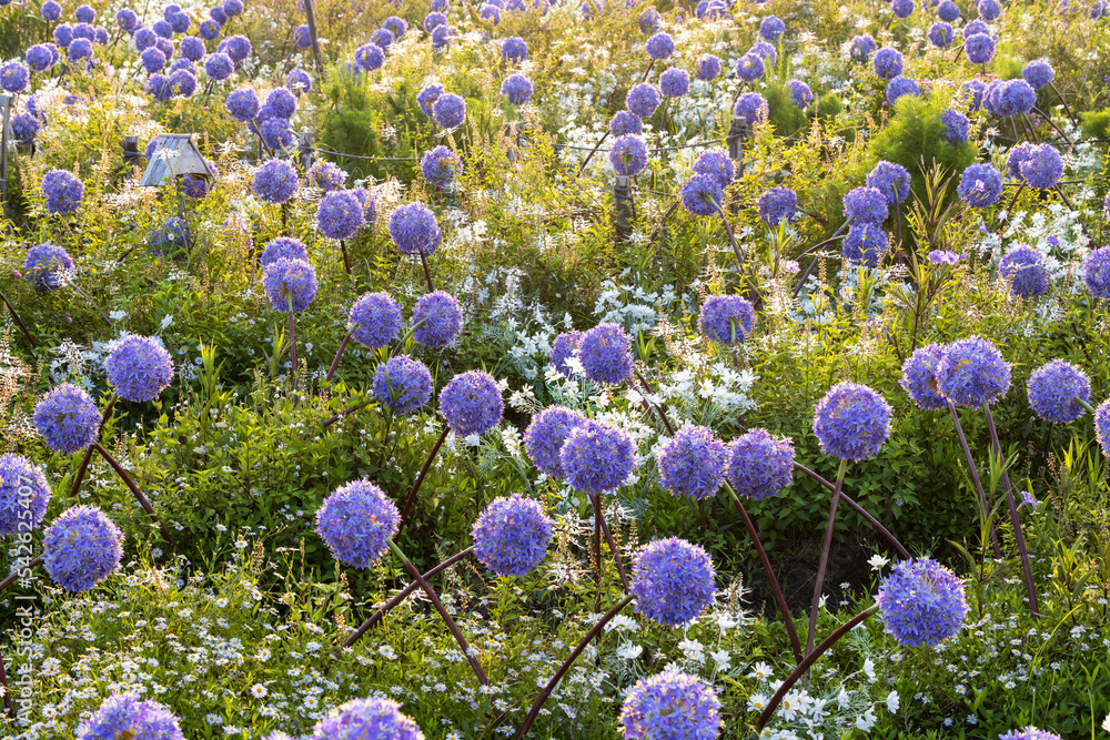 Allium giganteum flower heads giant onion Allium, The flowers bloom in ...