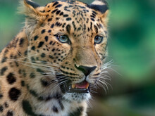 Leopard Free Stock Photo - Public Domain Pictures