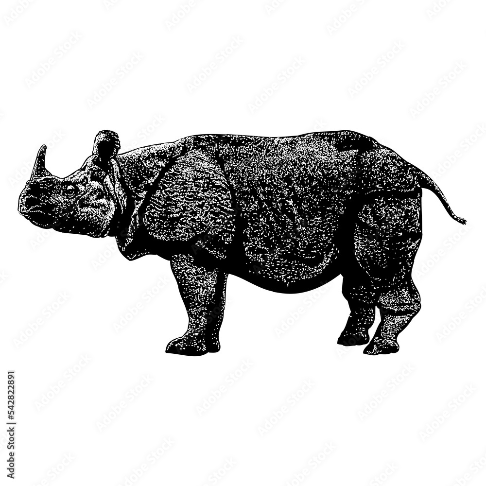 Javan Rhinoceros hand drawing vector illustration isolated on ...
