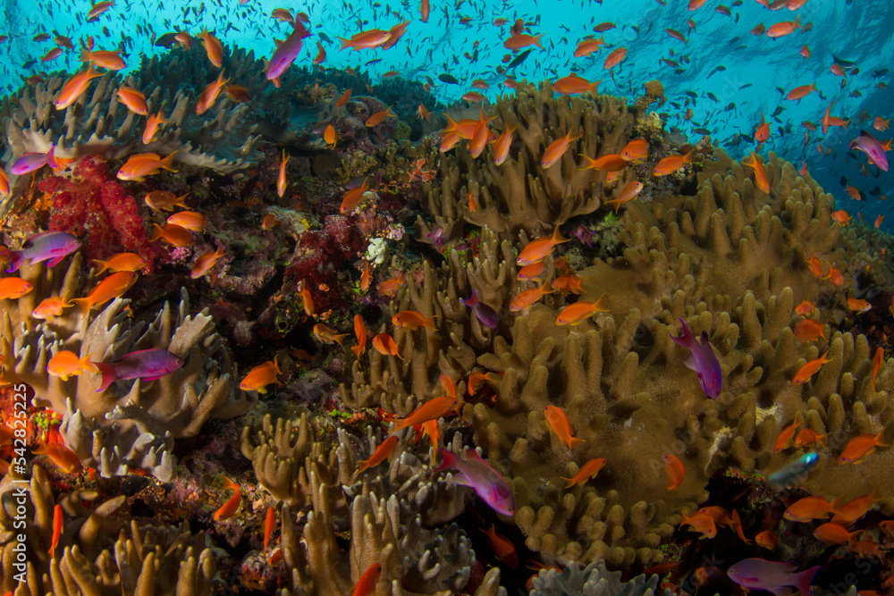 Coral reefs of Naigani in Fiji Stock Photo | Adobe Stock