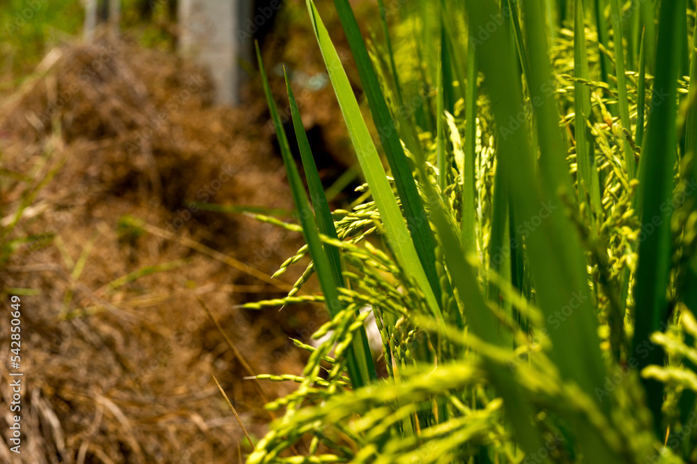 Rice Field Green agriculture ecosystem Asian rice paddy field Sri ...