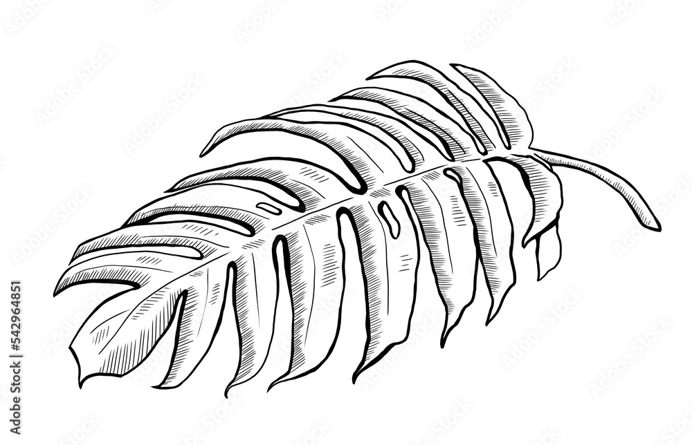 Monstera leaf drawing. Graphic black and white hand-drawn illustration ...