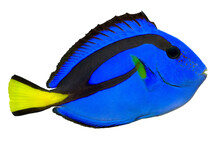 Blue Tang Fish Tank Free Stock Photo - Public Domain Pictures