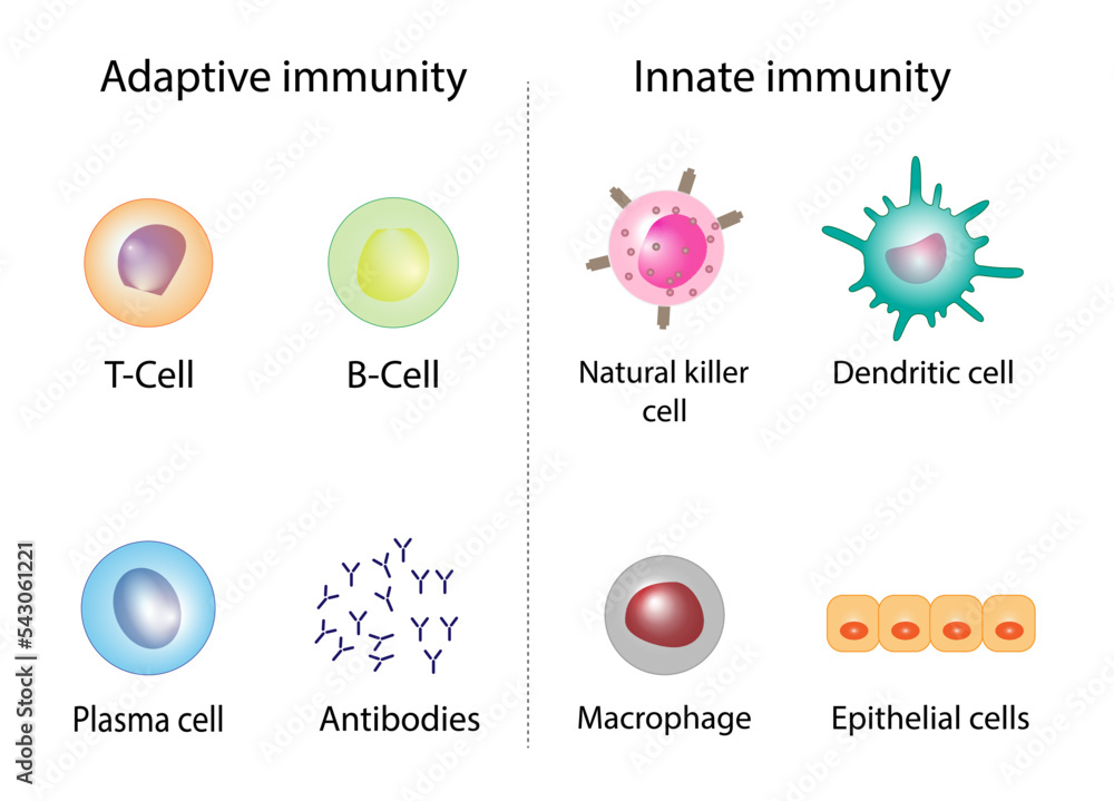 Innate immunity: Dendritic, Macrophage, Epithelial, and Natural killer cells. Adaptive immunity ...