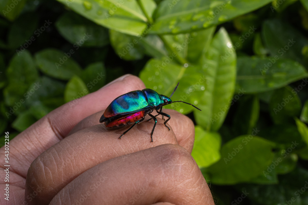 Jewel Bugs have broad rounded bodies with an undivided shield covering ...