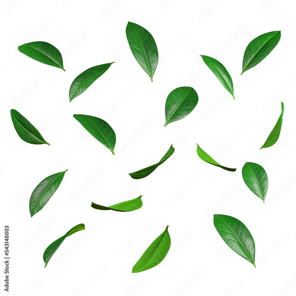 Green leaves movement falling flow 3d rendering illustration background ...