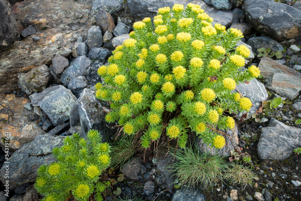 Rhodiola rosea (commonly golden root, rose root, roseroot) growing in ...
