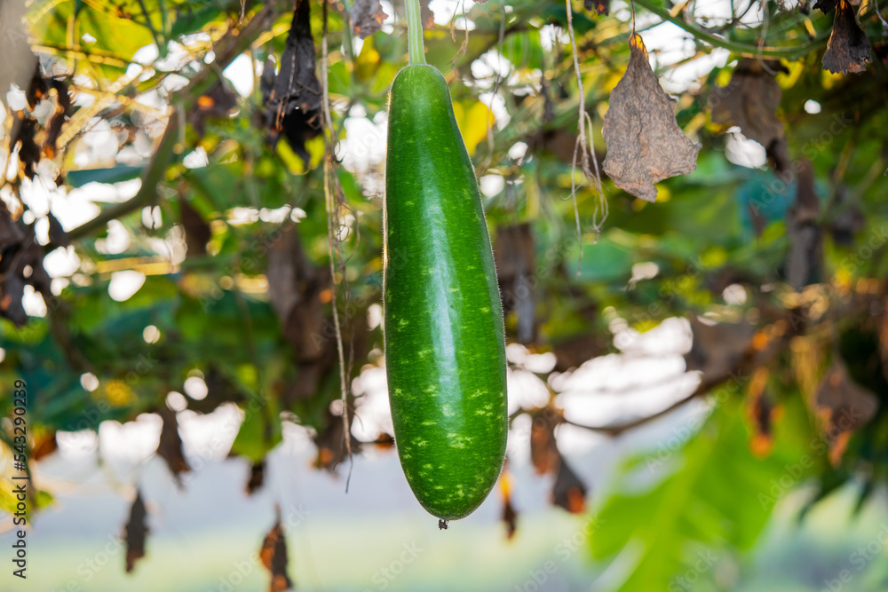 Calabash (Lagenaria siceraria) fruit from vegetable garden. locally ...
