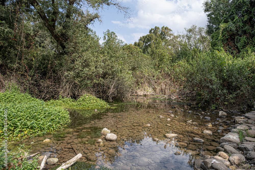 Hidden pond in Tel Dan Nature Reserve and National Park, Kibbutz Dan ...