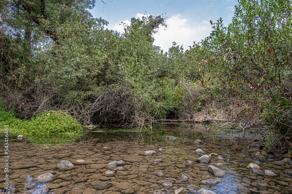 Hidden pond in Tel Dan Nature Reserve and National Park, Kibbutz Dan ...