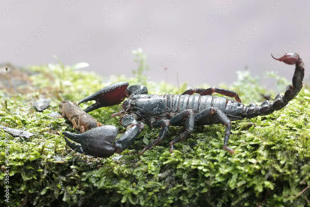 Stock-Foto „An Asian forest scorpion prepares to prey on a mole cricket ...