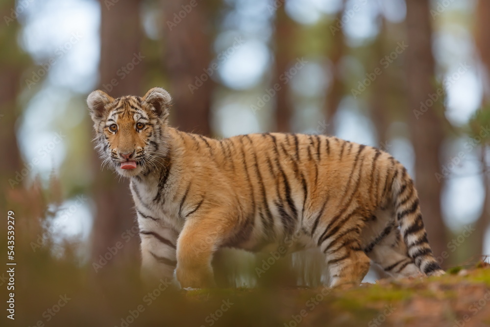 young colored Bengal tiger (Panthera tigris tigris) in the forest in ...