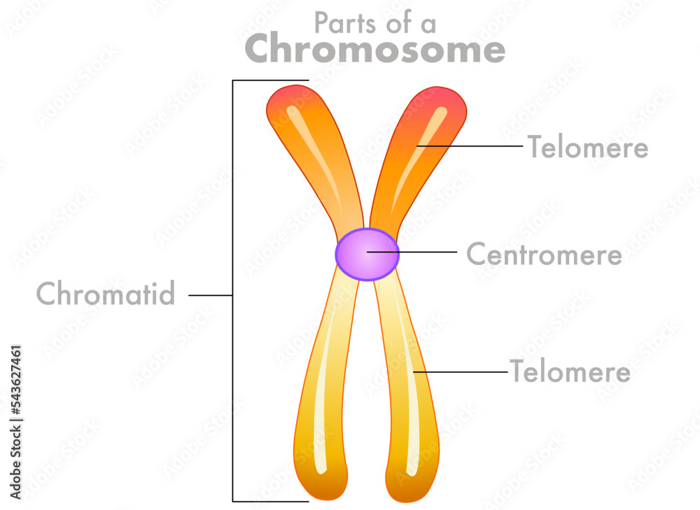 Chromosome parts, anatomy, diagram. Telomere, centromere, sister ...