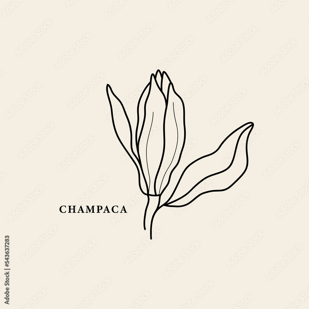 Line art champaca flower illustration Stock Vector | Adobe Stock