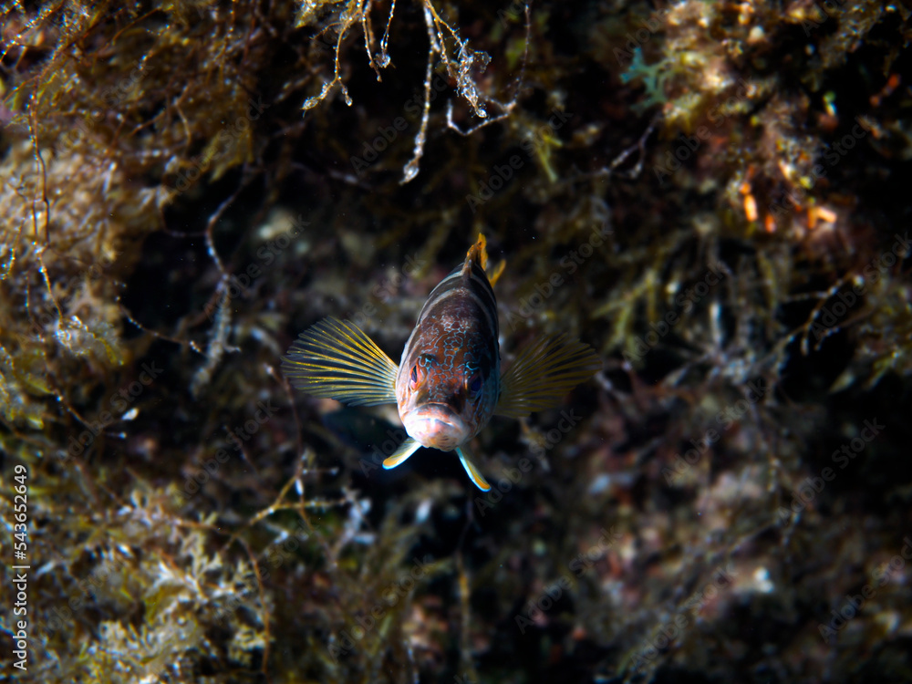 Scuba Diving and Underwater Photography Malta Gozo Comino - Wrecks ...