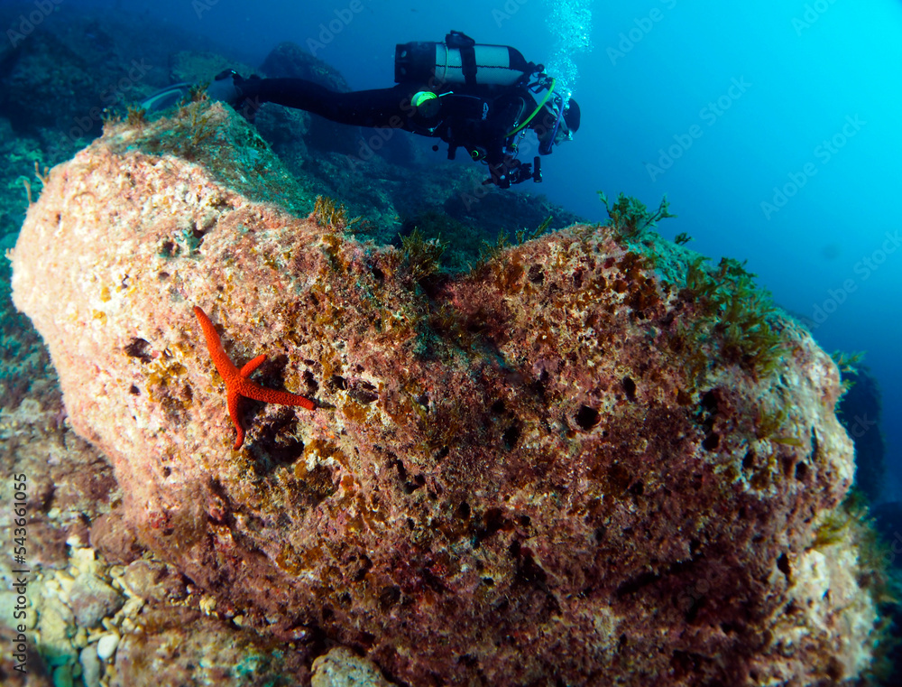 Scuba Diving and Underwater Photography Malta - Wrecks Reefs Marine ...
