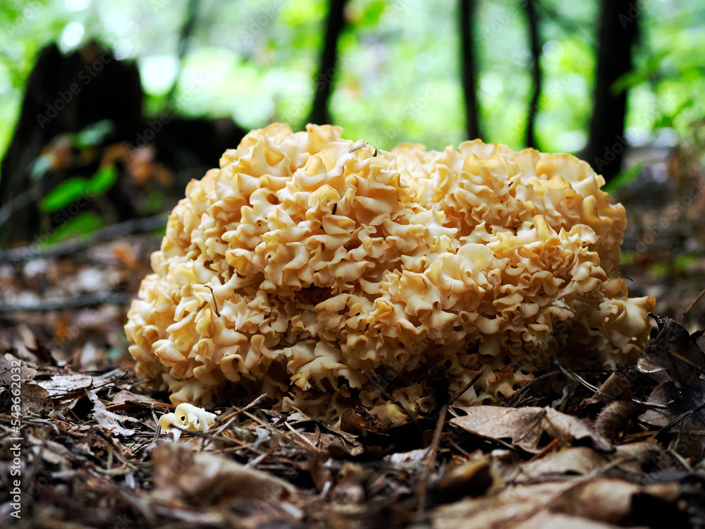 Ten grzyb Siedzuń sosnowy, szmaciak gałęzisty (Sparassis crispa (Wulf ...