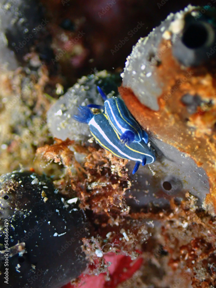 Scuba Diving and Underwater Photography Malta - Wrecks Reefs Marine ...