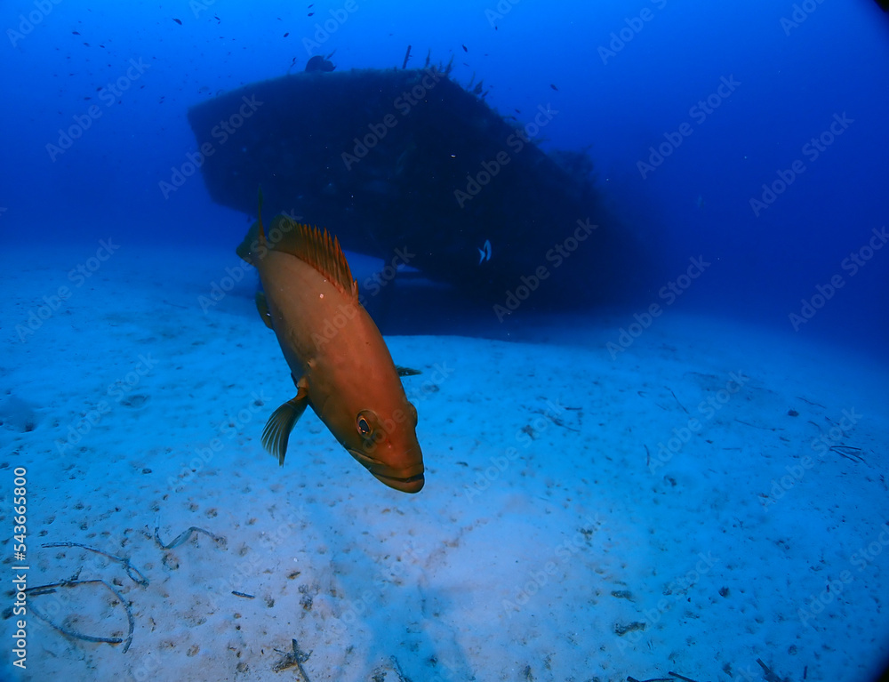 Scuba Diving and Underwater Photography Malta - Wrecks Reefs Marine ...