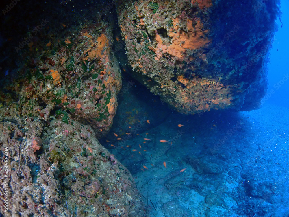 Scuba Diving and Underwater Photography Malta - Wrecks Reefs Marine ...