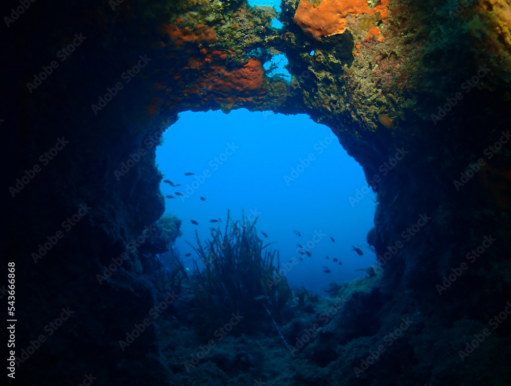 Scuba Diving and Underwater Photography Malta - Wrecks Reefs Marine ...